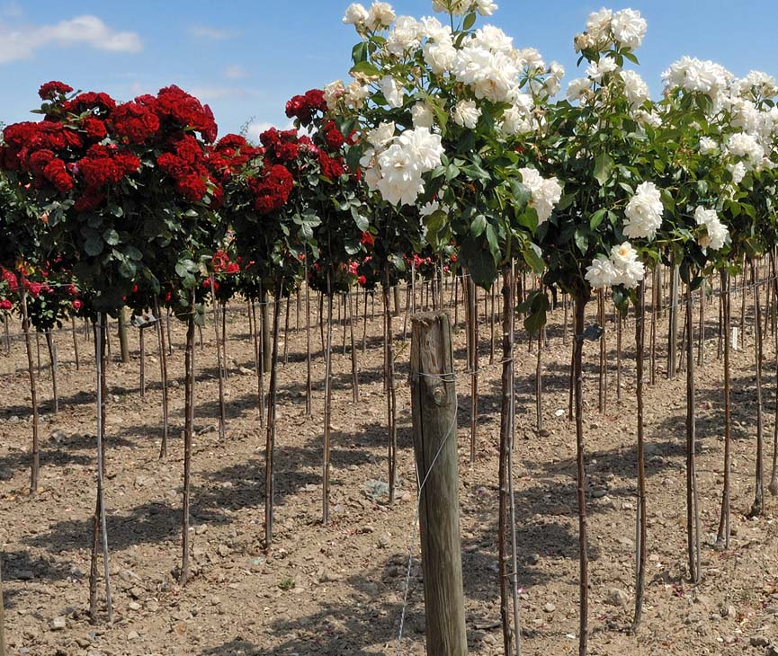 Vodnik za sajenje in gojenje dreves vrtnic – Moja Vrtnica