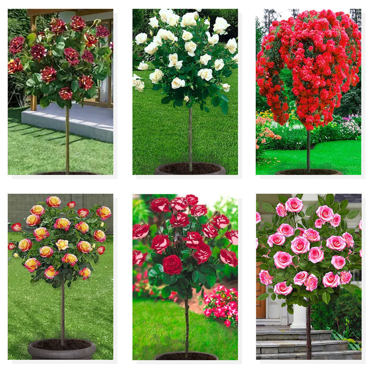 Narocilo – Moja Vrtnica